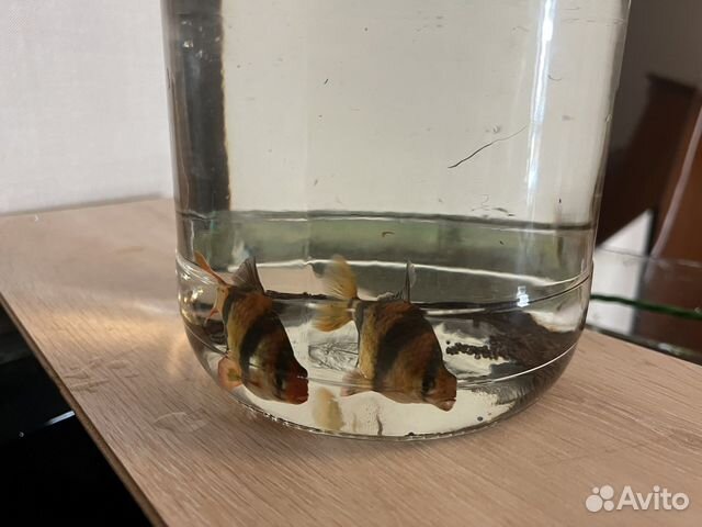 Суматранский барбус 2 шт. в хорошие руки