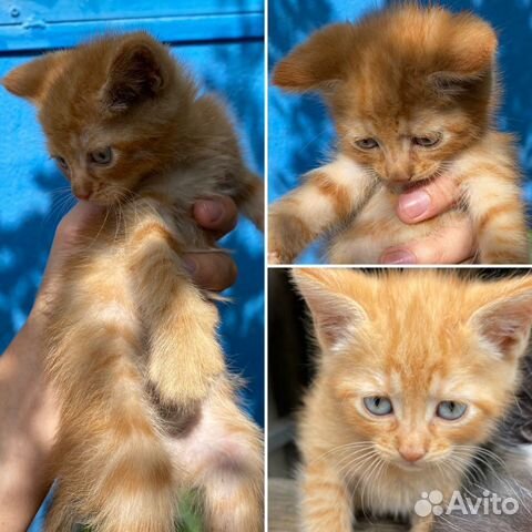 Котенок рыжик к богатсву