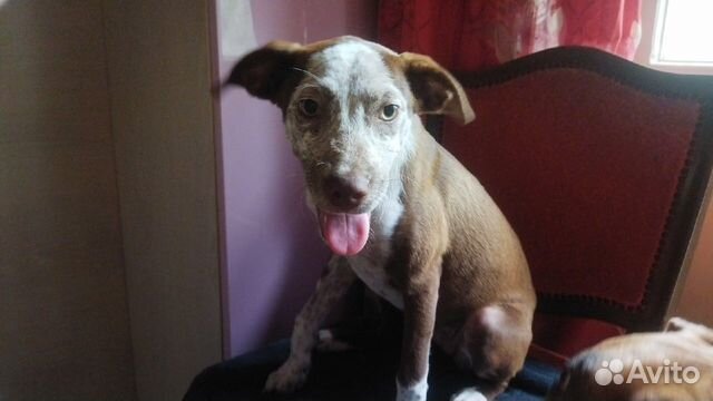 Собака ищет дом