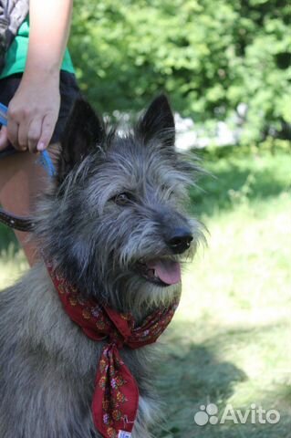 Небольшой терьер в поисках дома