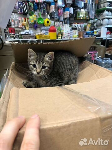 Котенок Тима живёт среди коробок в магазине