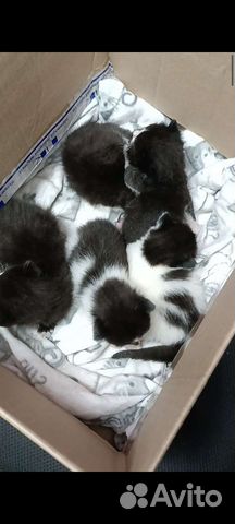 Котята в добрые руки бесплатно