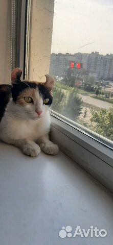 Ушастое чудо в добрые руки