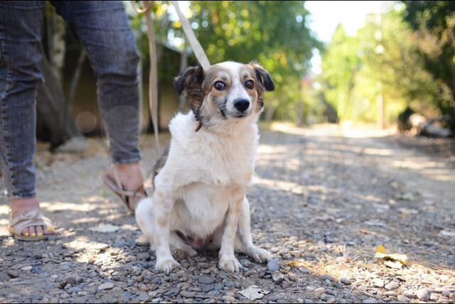 Ищет дом мелкая Собачка Булочка