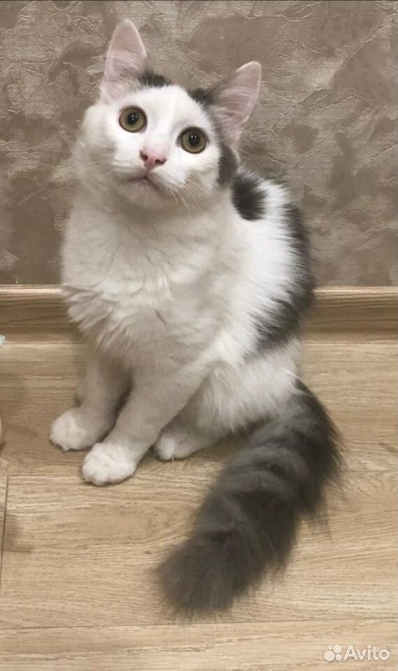 Кошка