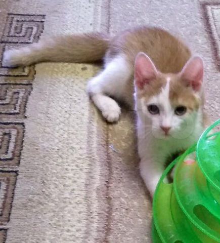 Котенок Рустик в добрые руки