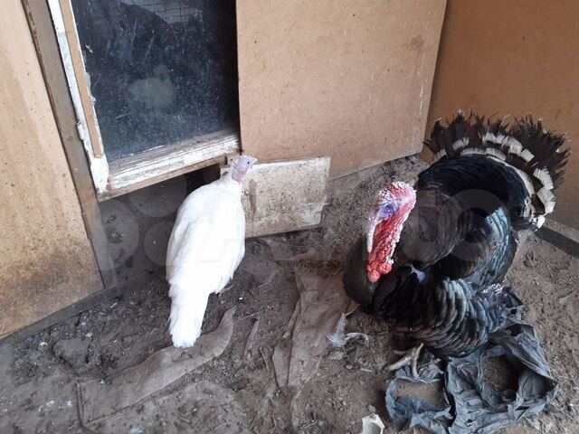 Индюк и индюшка