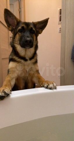 Максипу Девочка эксклюзив,выставка,триколор