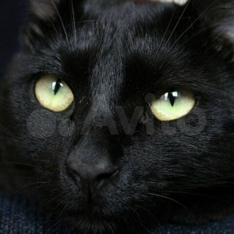 Черный котенок по имени Пятница, 7 мес, привит