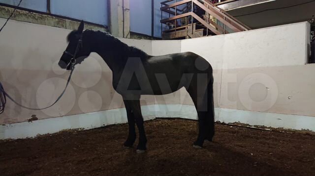 Фризкая кобыла