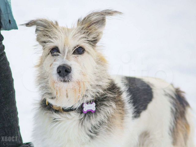 Собачка Лилу для квартиры