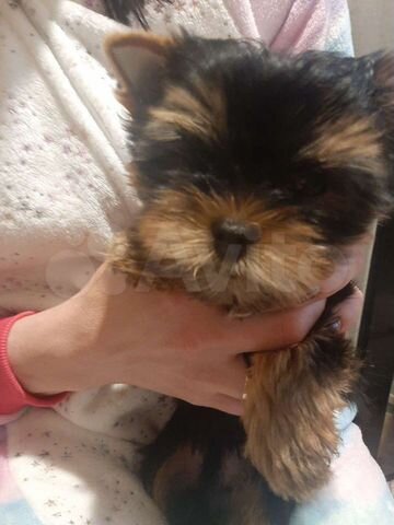 Йоркширский терьер мини щенки беби фейс