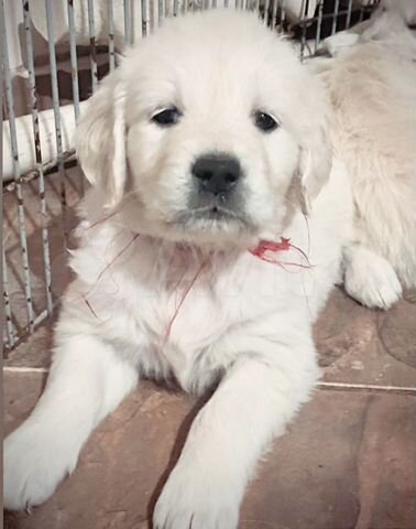 Девочка золотистого ретривера (golden)