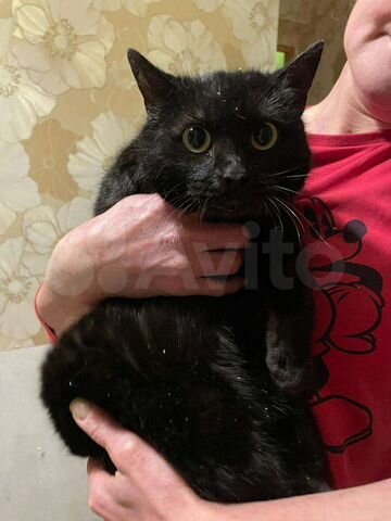 Котёнок на усыпление