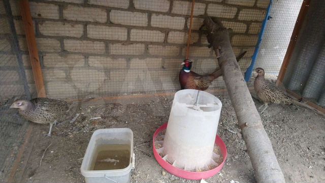 Фазаны разных пород