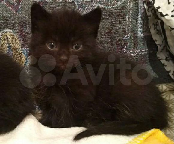Черный котенок
