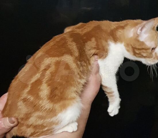 Кошка красотка малышка