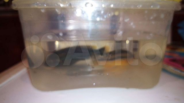 Ауратосы - пара