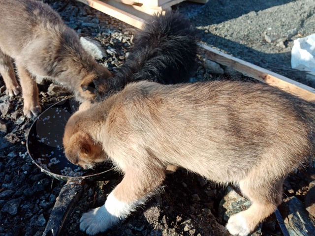 Щенки бесплатно