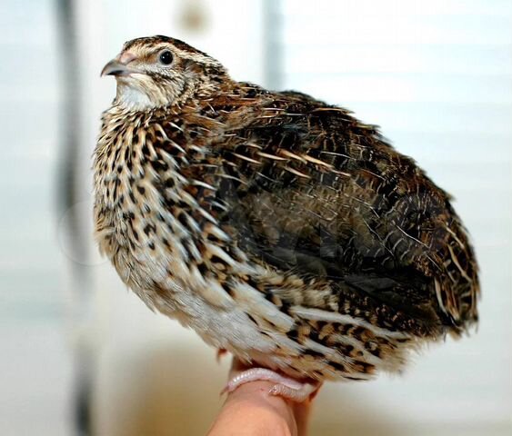 Перепела фараон несушка