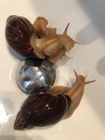 Улитки ахатины две с домиком