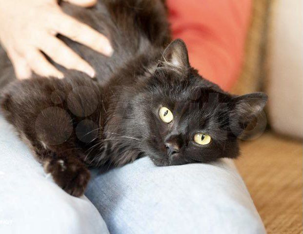 Нежная кошка Лира в дар