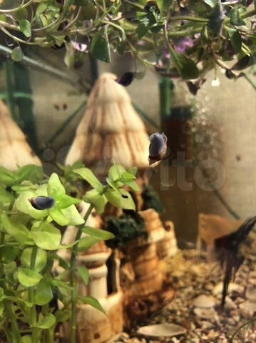 Улитки покемон