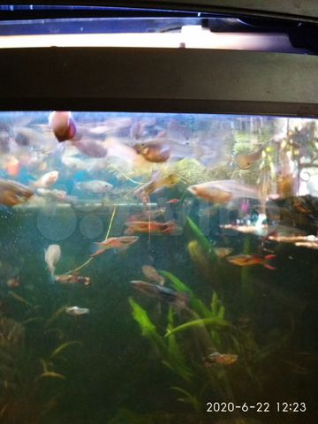 Гуппи - живородящие аквариумные рыбки