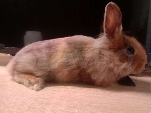 Декоративные карликовые кролики