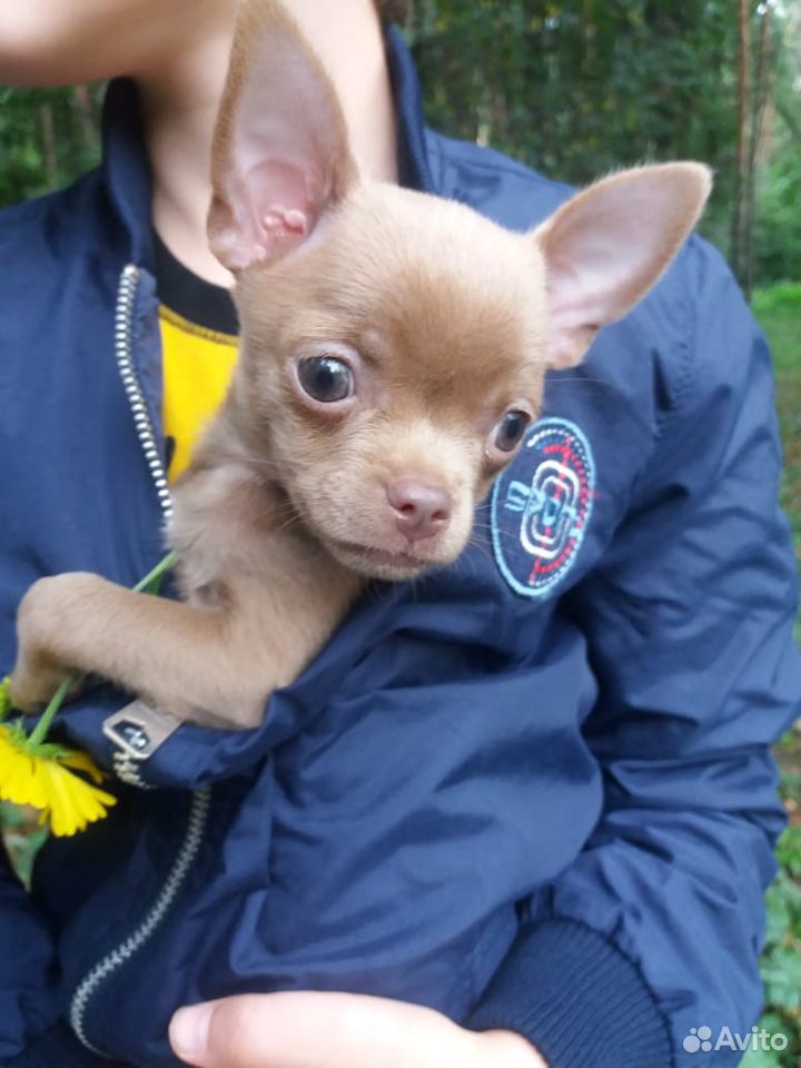 Чихуахуа дев. 2,5 мес