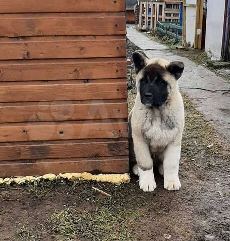 Акита щенок