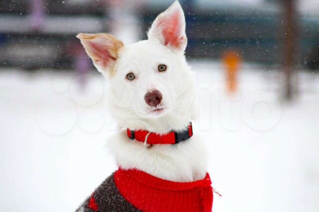 Щенок в добрую семью