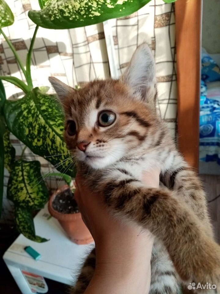 Кошкакотята