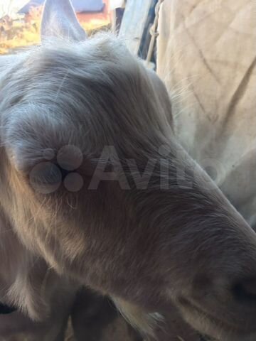 Дойная коза