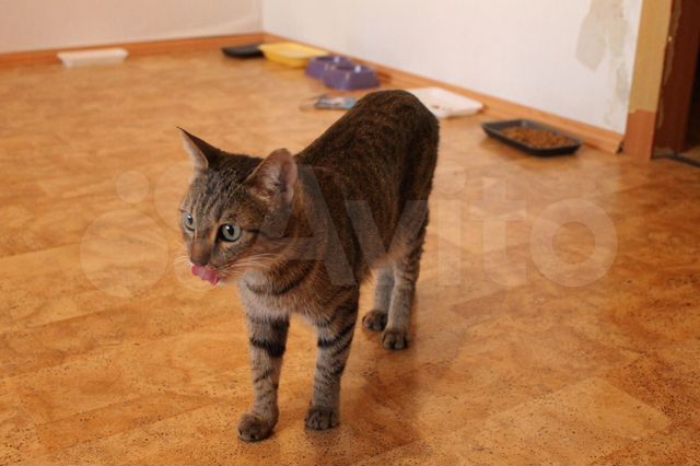 Молодая кошечка Веста