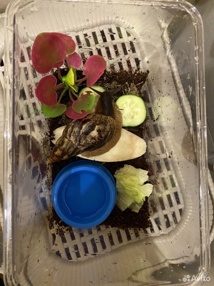 Улитка ахатина ретикулята