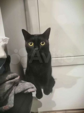Кот черный 1 год кастрирован