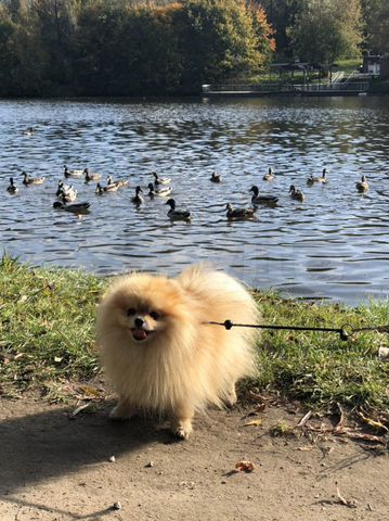 Померанский шпиц вязка