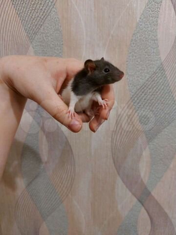 Крыса дамбо бесплатно