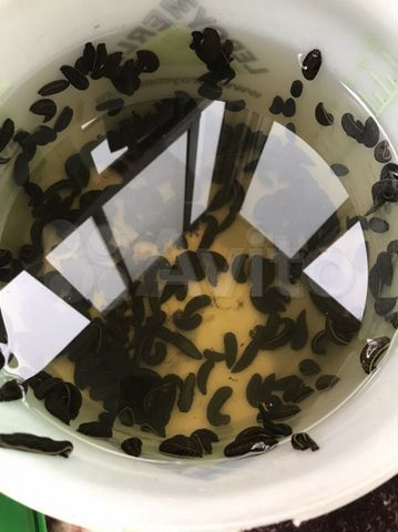 Пиявки медицинские