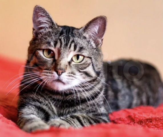 Ласковый котик Шурик «массажист» 1 год в дар