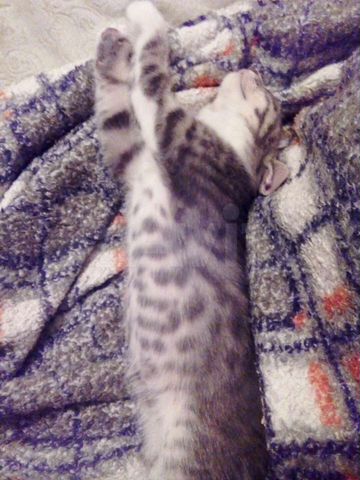 Котята бенгалы полукровки