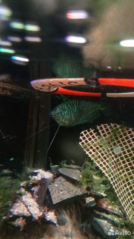 Рыба гурими мраморная