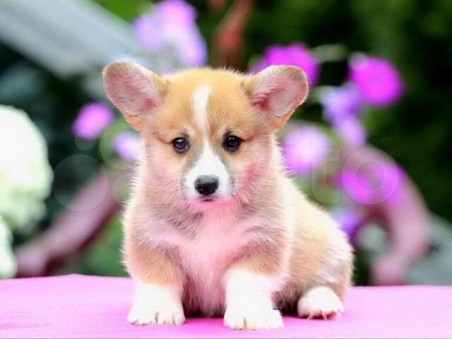 Щенки коржики (Вельш-Корги пемброк)