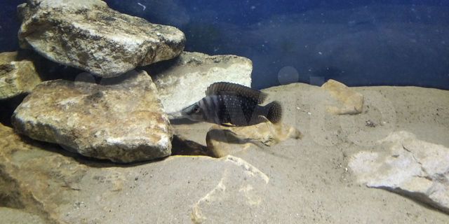 Альтолампрологус кальвус блэк