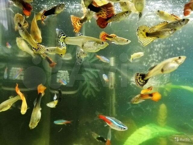 Рыба Гуппи и Моллинезии