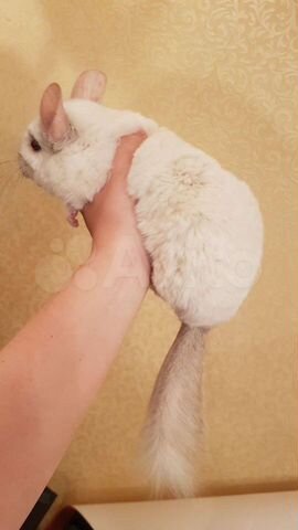 Белорозовый самец шиншиллы на