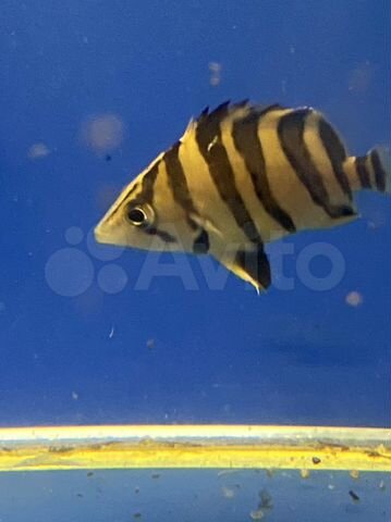 Окунь тигровый кемпбела , микролепис, четырехполос