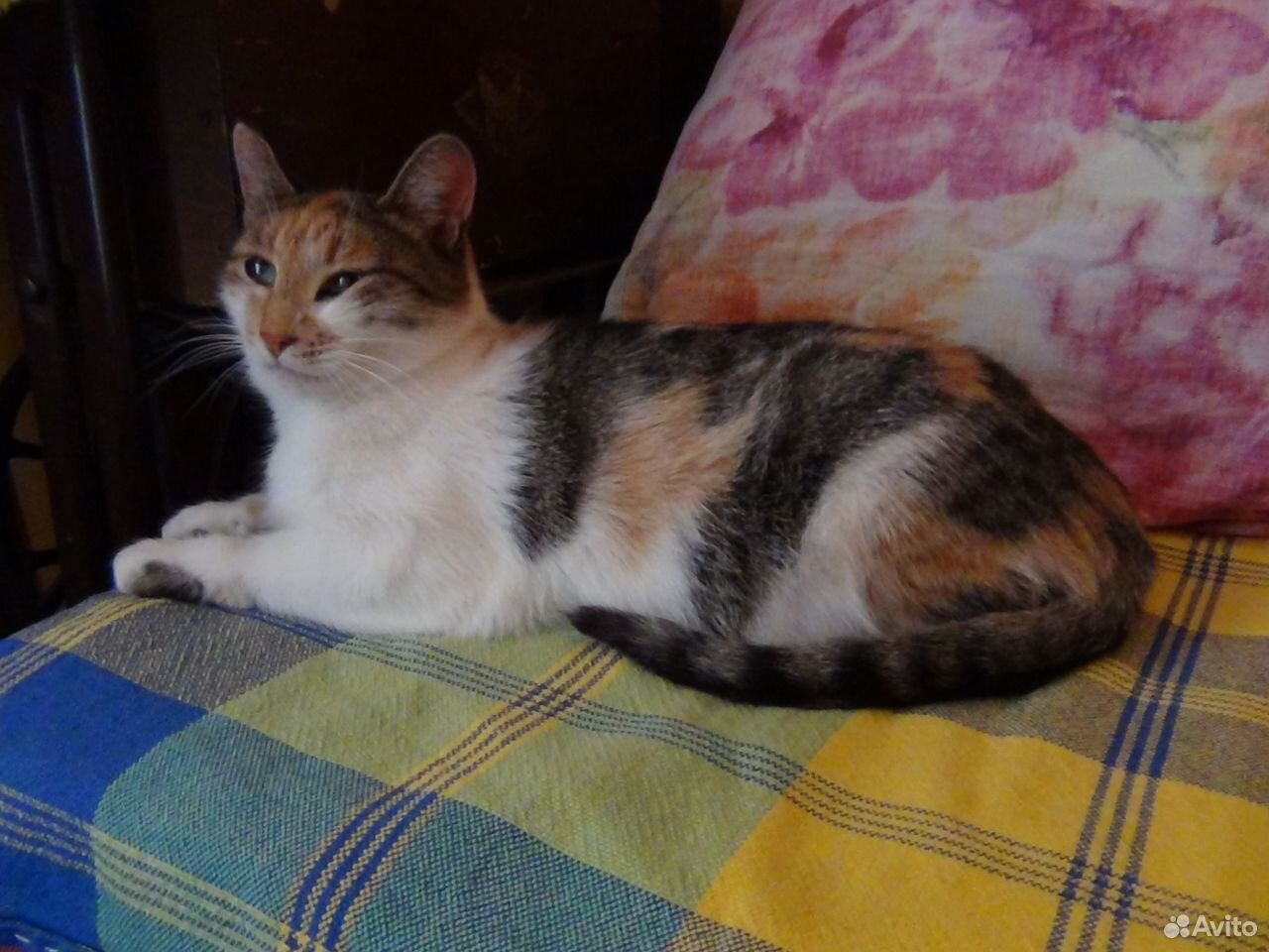 Отдаётся кошка