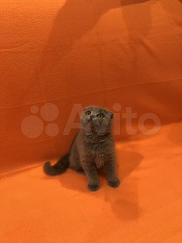 Шотладский малыш